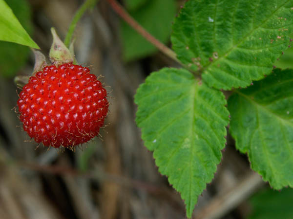 Rubus hirsutus