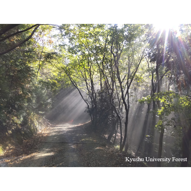 フォトコンテスト2021 | Kyushu University Forests