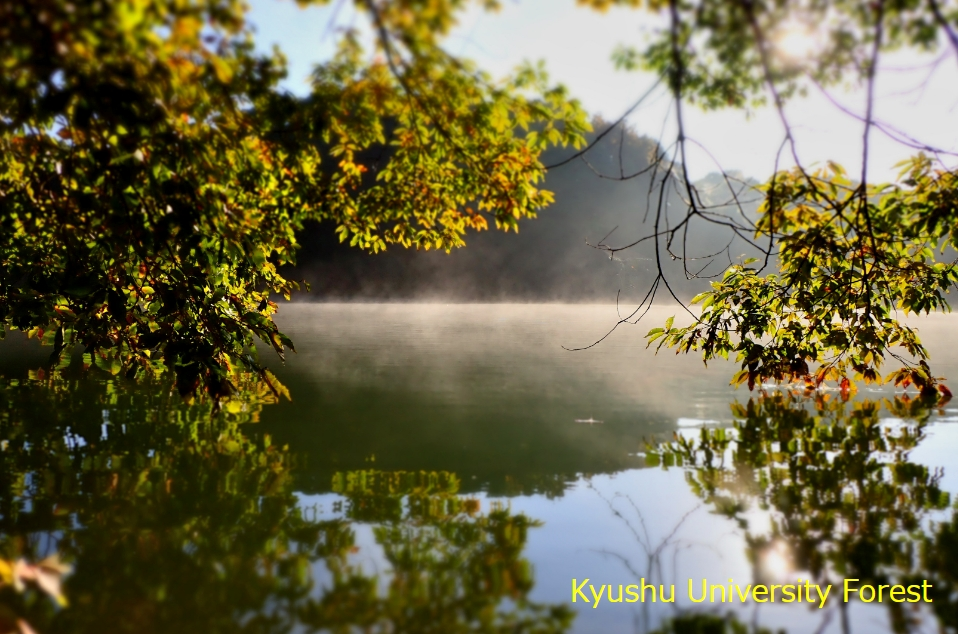 フォトコンテスト2022 | Kyushu University Forests